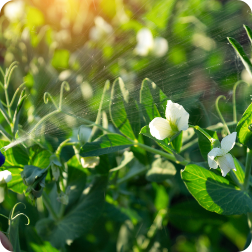 Un plan d’entretien sur mesure – Freya Gardens